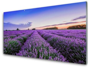 Obraz na skle Louka Květiny Příroda Rostlina 100x50 cm