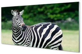 Obraz na skle Zebra box 140x70 cm