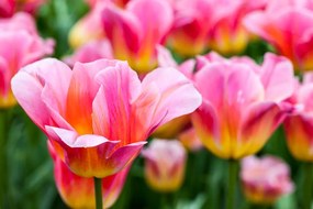 Samolepící fototapeta louka růžových tulipánů