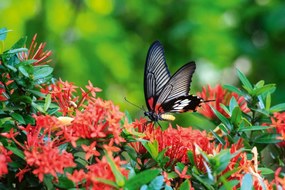 DIMEX | Vliesová fototapeta Motýl na květině MS-5-0464 | 375 x 250 cm| zelená, červená, černá