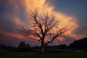 Fototapeta nádherný strom na louce - 225x150 cm
