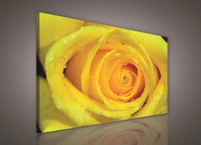 Obraz na plátně žlutá růže 100 x 75 cm