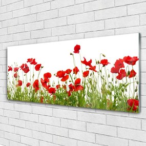 Plexisklo-obraz Louka Máky Květiny Příroda 125x50 cm