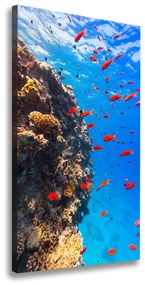 Wallmuralia Vertikální Foto obraz na plátně Korálový útes 50x100