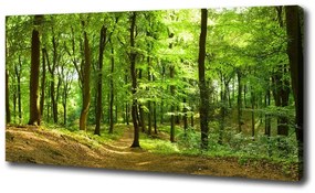 Wallmuralia Foto obraz na plátně Lesní stezka 100x50