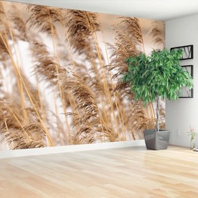 Fototapeta Brown reed 104x70