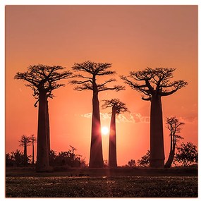 Obraz na plátně - Baobaby při západu slunce - čtverec... 305FA (50x50 cm)