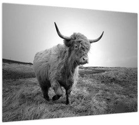 Obraz - Skotská kráva, černobílá (70x50 cm)