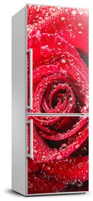 Wallmuralia Nálepka fototapeta Červená růže 60x180 cm