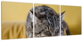 Obraz kočky na pohovce (s hodinami) (90x30 cm)