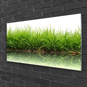 Obraz na skle Tráva Voda Příroda Rostlina 125x50 cm