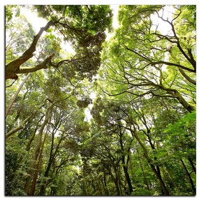 Obraz na plátně - Zelené stromy v lese - čtverec 3194A (50x50 cm)