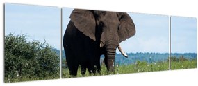 Obraz slona (170x50 cm)