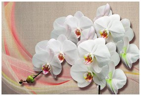 Tapeta bílá orchidej na plátně