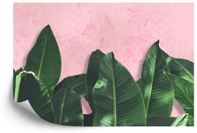 Fototapeta Tropické Rostliny Na Růžovém Pozadí Omyvatelný vlies 104x70.5