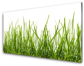 akrylový obraz Tráva Příroda Rostlina 100x50 cm
