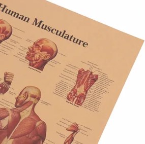 Plakát Anatomie člověka, svaly, č.293 , 42 x 30 cm