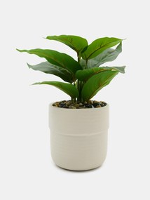 Sinsay - Decorative plant in a pot - zelená