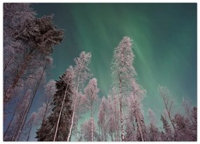 Skleněný obraz polární záře nad zmrzlými stromy (70x50 cm)