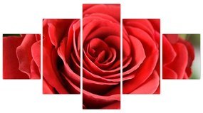 Obraz květu růže (125x70 cm)
