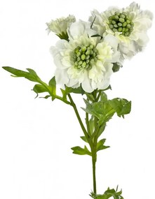 scabiosa 60 cm - bílá