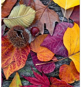 Třídílná vliesová fototapeta Podzimní listí, rozměr 225x250cm, MS-3-0112