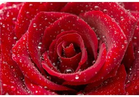 Pětidílná vliesová fototapeta Červená růže, rozměr 375x250cm, MS-5-0138