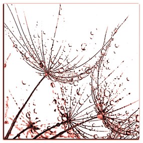 Obraz na plátně - Pampelišková semínka s kapkami vody - čtverec 3202KA (50x50 cm)