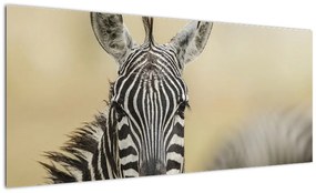 Zebra - obraz (100x40cm)