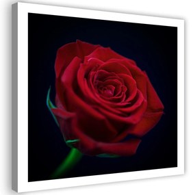 Gario Obraz na plátně Červená růže ve tmě Rozměry: 30 x 30 cm