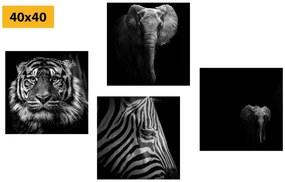 Set obrazů zvířata v černobílém stylu Varianta: 4x 40x40