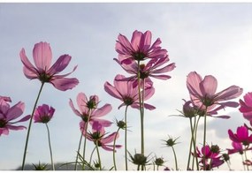 DIMEX | Samolepicí vliesová fototapeta na zeď Květiny MA-5-0145 | 375 x 250 cm | zelená, modrá, růžová