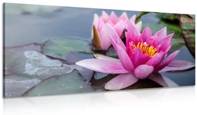 Obraz růžový lotosový květ Varianta: 120x60