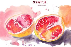 Obraz Grapefruit Malovaný Akvarelem Nedostatek Nedostatek Plátno Canvas 120x80