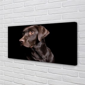 Obrazy na plátně hnědý pes 100x50 cm