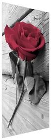Fototapeta na dveře - Rudá růže (95x205cm)