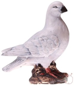 Domácí holub bílý Pepča