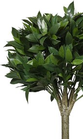 Umělý vavřín LAURUS, plast, výška 90 cm, zelená