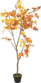 Javor Mini v květináči 160 cm