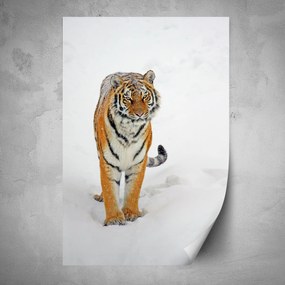 Plakát - Tygr na sněhu (80x120 cm) - PopyDesign