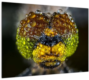 Detailní obraz očí hmyzu (70x50 cm)