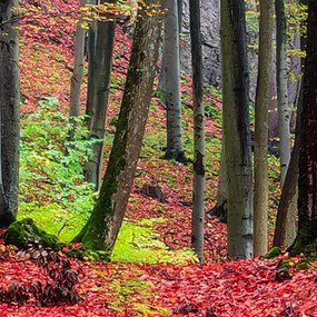 Malvis ® Tapeta Barevný les Vel. (šířka x výška): 288 x 200 cm