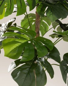 Monstera v květináči 145 cm