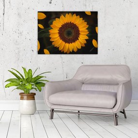 Skleněný obraz - Slunečnice a lístky květů (70x50 cm)