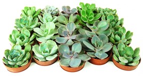 Echeveria mix, průměr 6 cm