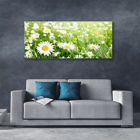 akrylový obraz Sedmikráska Květ Rostlina 125x50 cm