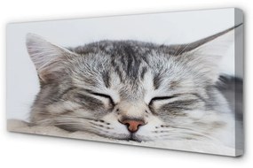 Obrazy na plátně ospalá kočka 100x50 cm