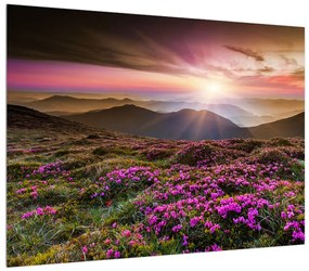 Obraz horské rozkvetlé krajiny (70x50 cm)
