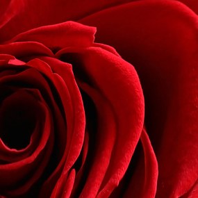 Malvis ® Tapeta Růže srdce Vel. (šířka x výška): 144 x 105 cm