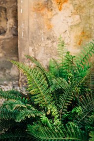 Fotografie Green fern leaves lush foliage., Olena  Malik, (26.7 x 40 cm)